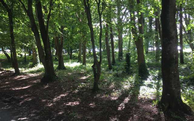 Biodiversity Trail - University of Galway