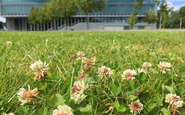 Biodiversity Trail - University of Galway